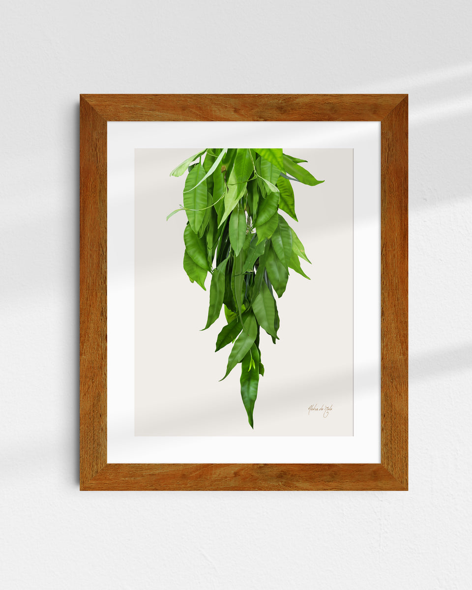 Lei Maile | Aloha de Mele