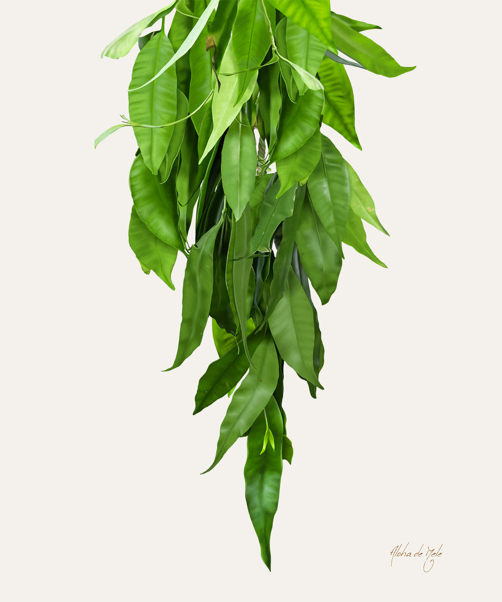 Lei Maile | Aloha de Mele